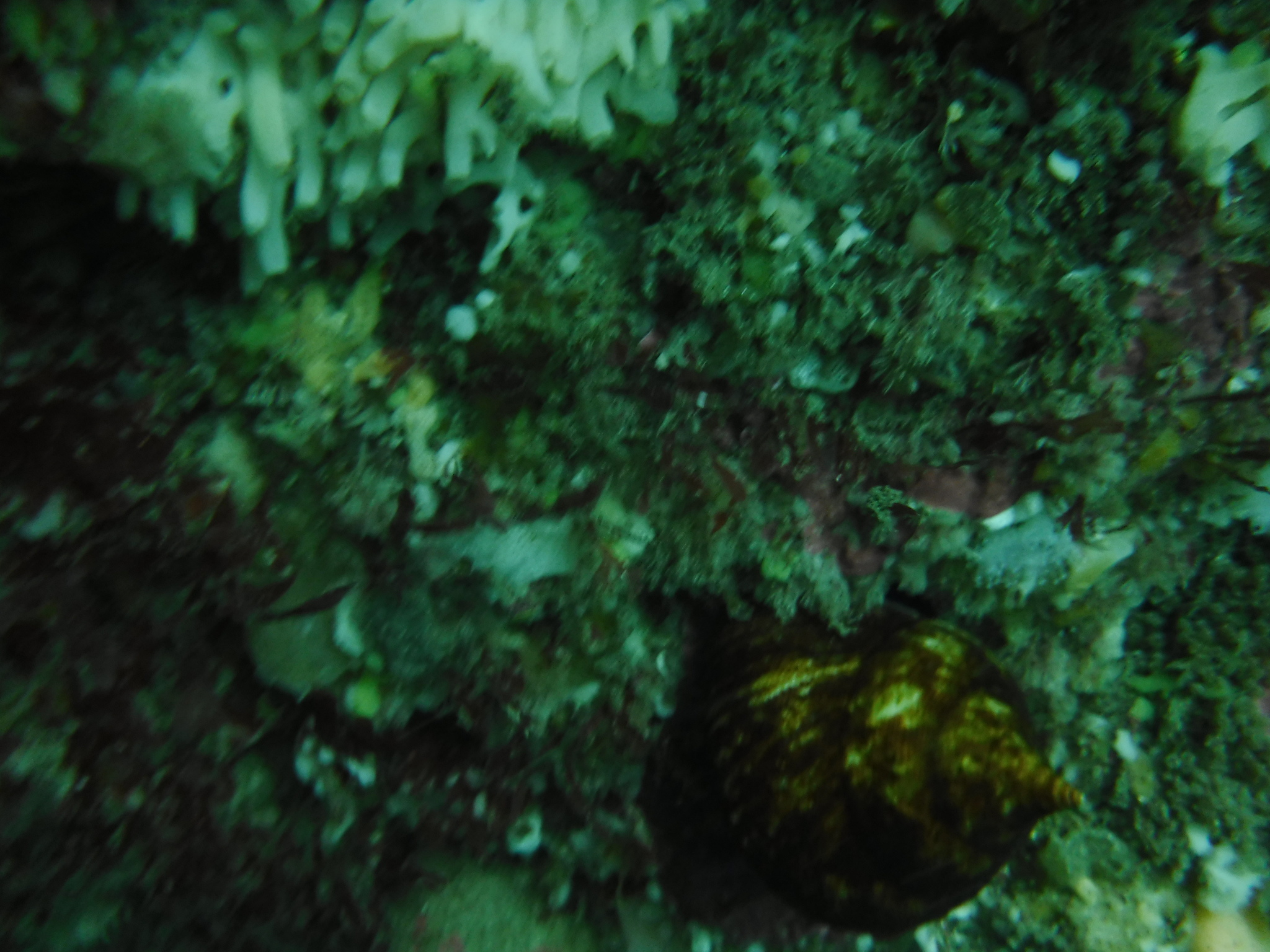 Maurea tigris (Gmelin, 1791)