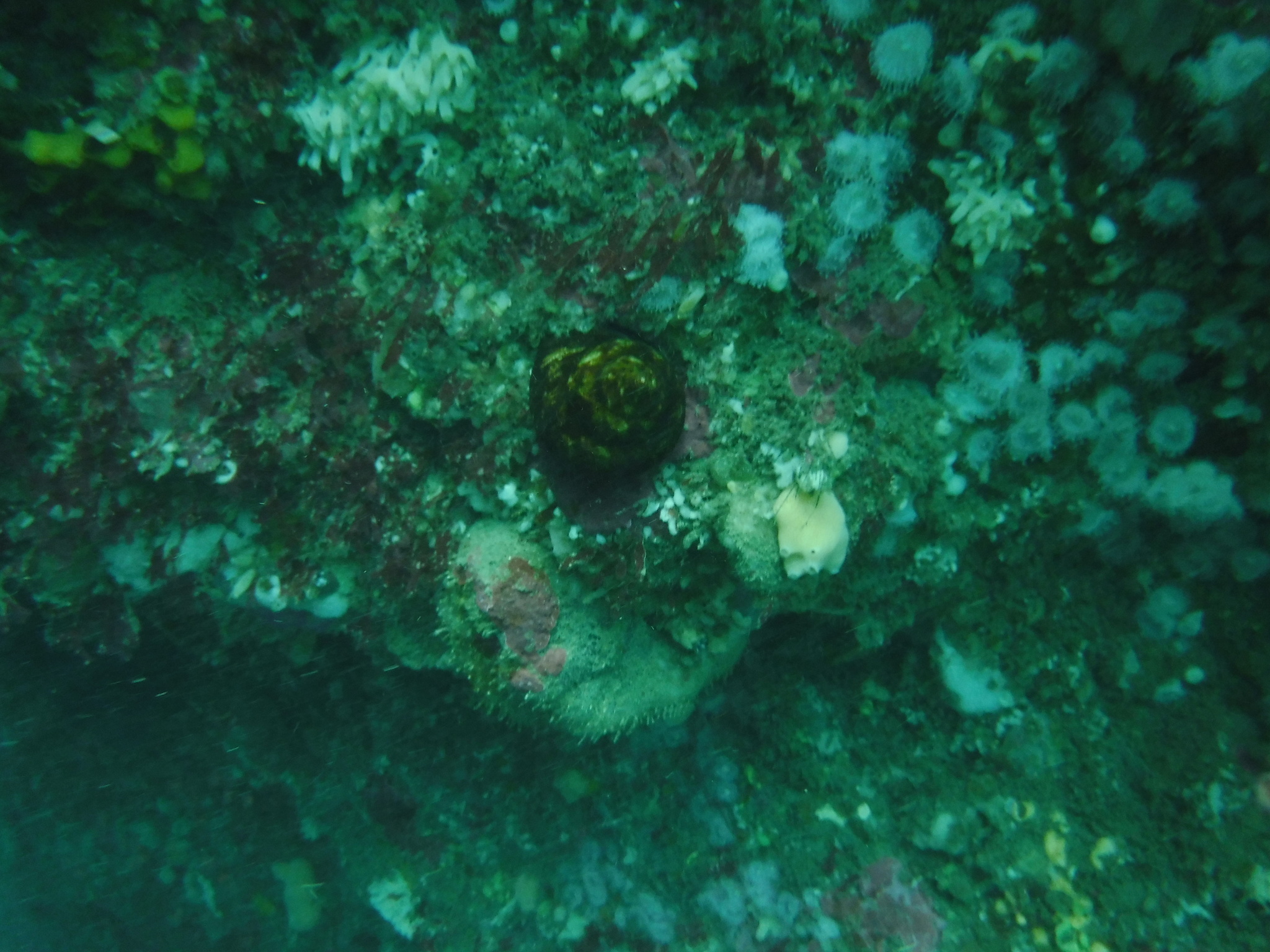 Maurea tigris (Gmelin, 1791)