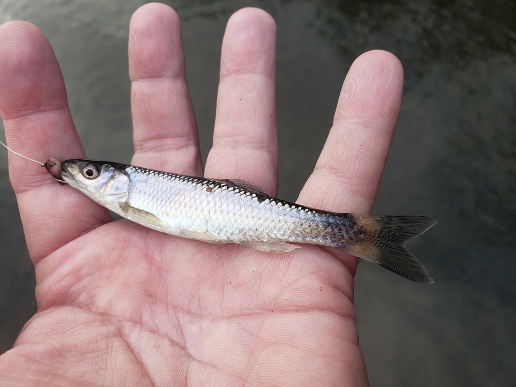 Whitetail Shiner (Cyprinella galactura) - Marine Life Identification