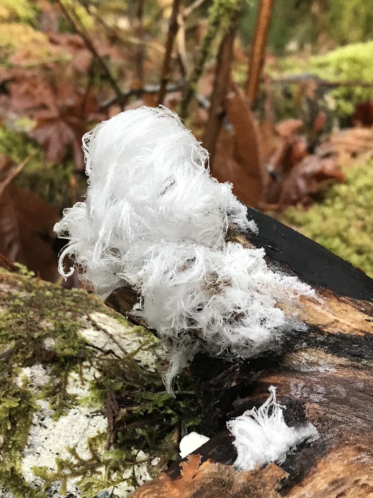 Hair Ice from Olympic National Park, Hoodsport, WA, US on December 12 ...