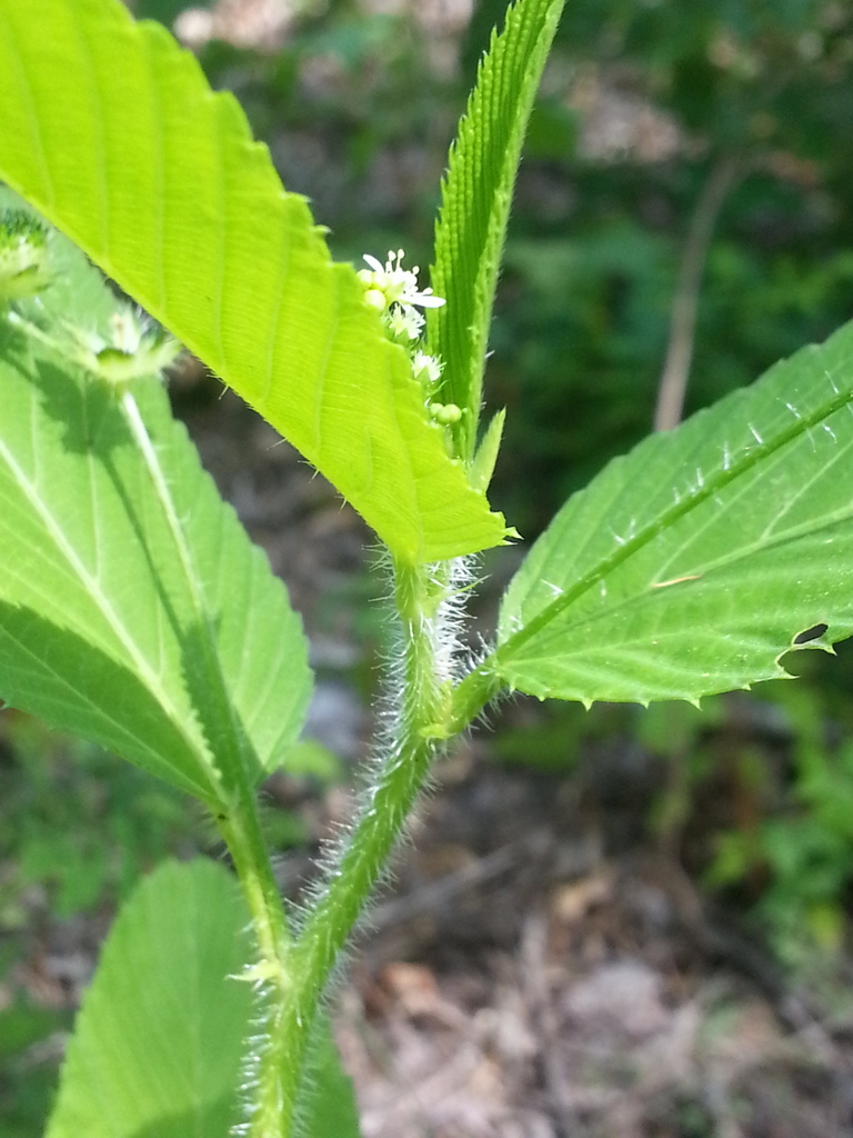 Caperonia palustris (Plantas de Costa Rica asociadas a ecositemas de ...