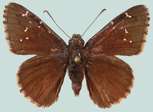 (Thorybes pylades subsp. pylades)