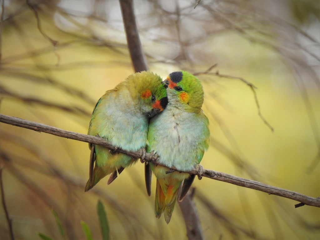 Old World Parrots (Psittaculidae) - Avian Discovery