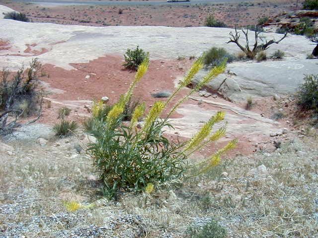 Desert Prince's Plume from Grand County, UT, USA on June 8, 2001 by Kim ...