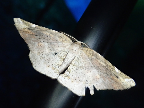 Agaraeus parva · NaturaLista Colombia