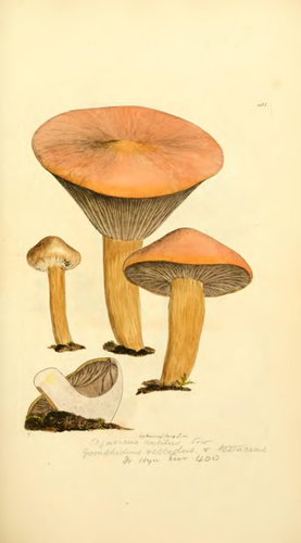 Gomphidius rutilus · iNaturalist