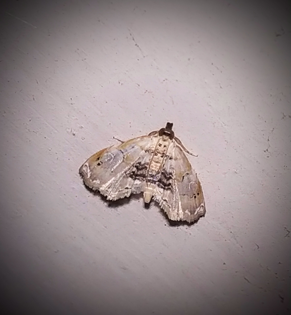 Jasmine bud worm (moth) from Bengaluru on December 7, 2019 at 01:06 AM ...