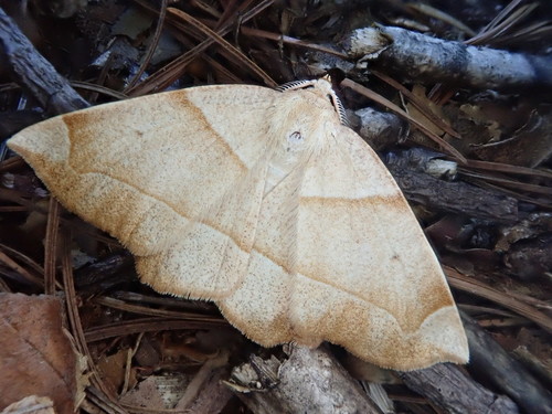 Endropiodes abjecta · iNaturalist