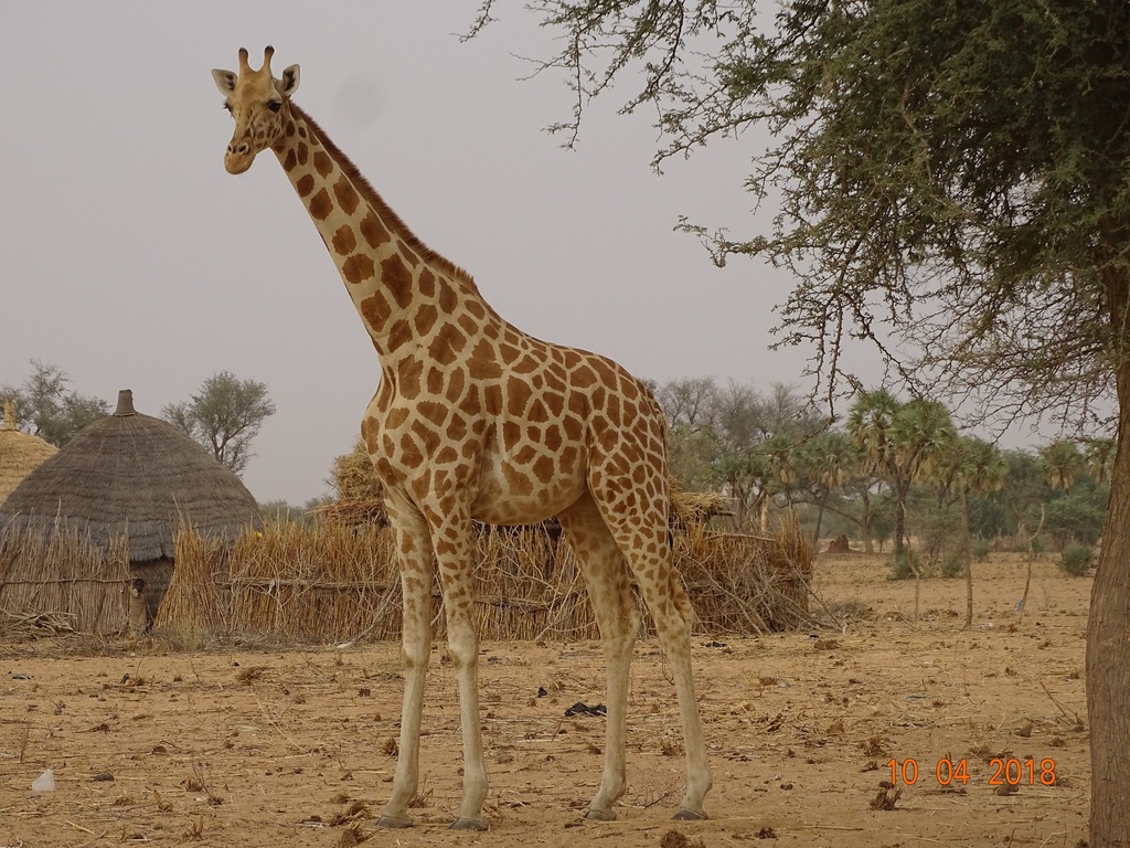 West African Giraffe in April 2018 by ONG OeBenin · iNaturalist