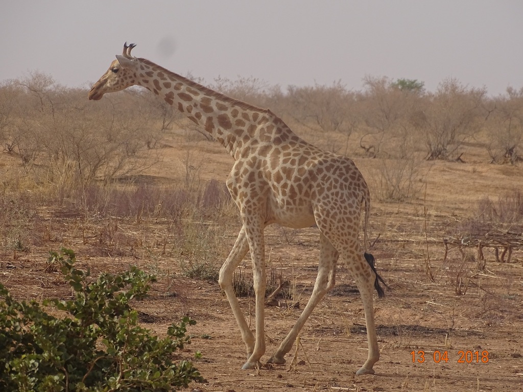 West African Giraffe in April 2018 by ONG OeBenin · iNaturalist