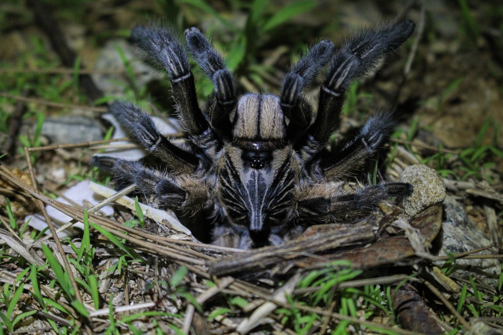 Cranial Horned Baboon Spider from Makoni, Zimbabwe on December 12, 2020 ...