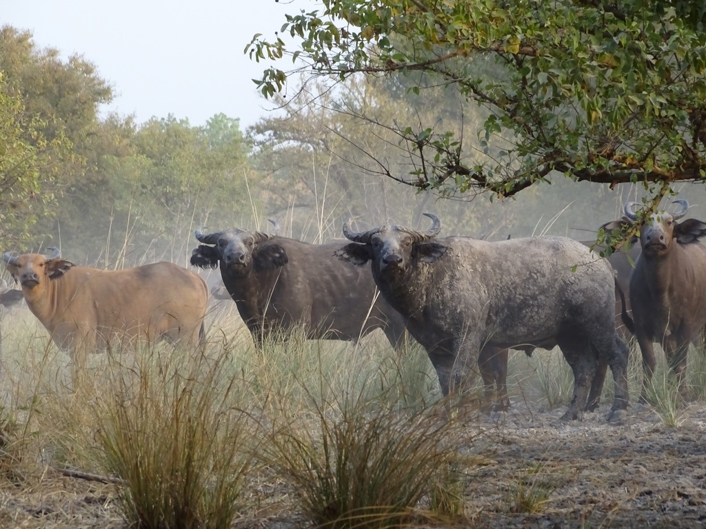 Sudanese Buffalo in January 2018 by ONG OeBenin · iNaturalist