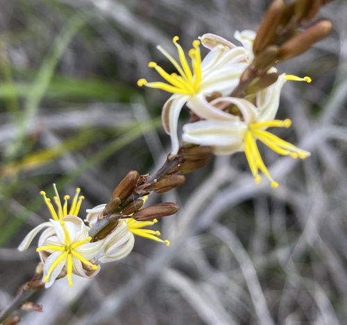 Caesia occidentalis · iNaturalist