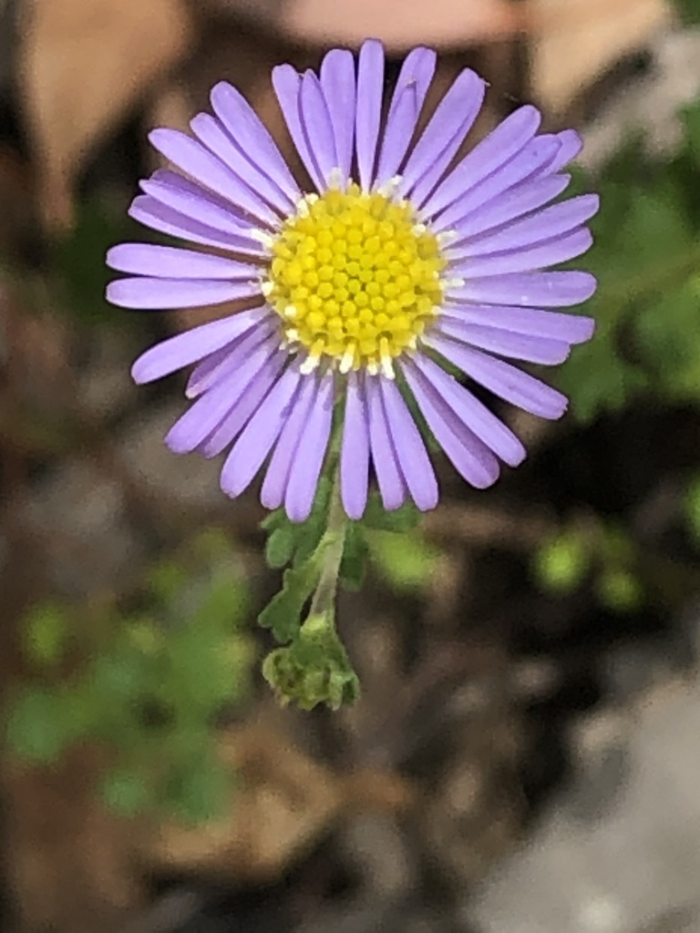 Purple Burr-daisy from Capertee Valley, NSW, Australia on December 13 ...