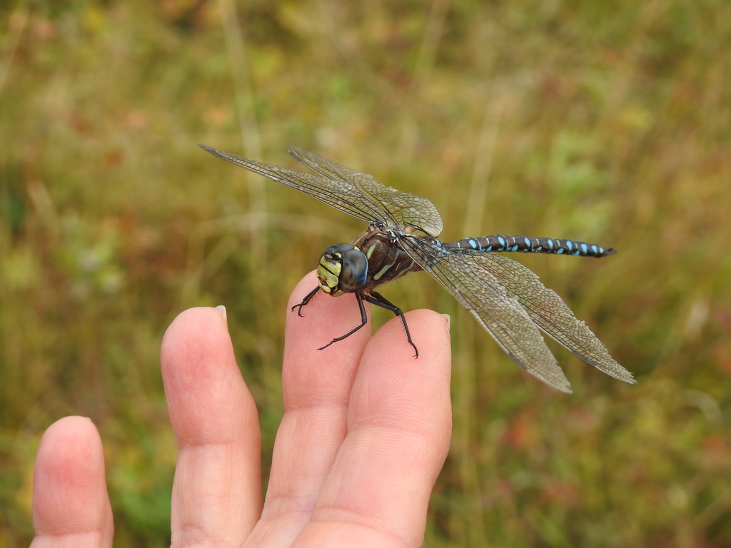 Sedge Darner from г. Первоуральск, Свердловская обл., Россия on ...