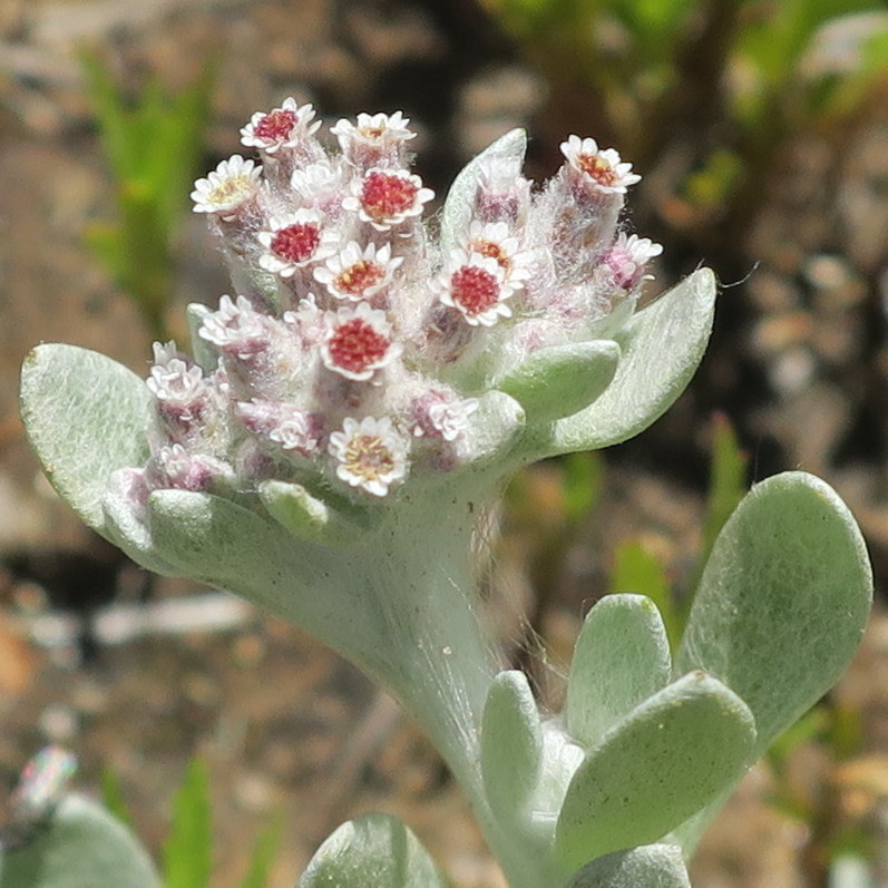 White Cudweed (Plants of the Tygerberg Nature Reserve) · iNaturalist