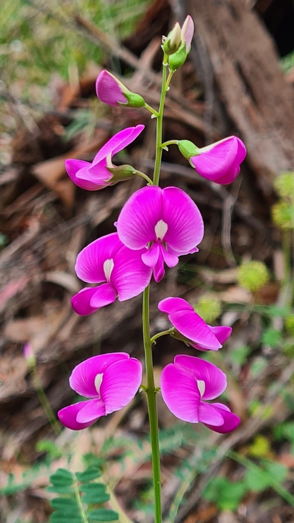 Smooth Darling Pea (Swainsona galegifolia) - Botanical Realm