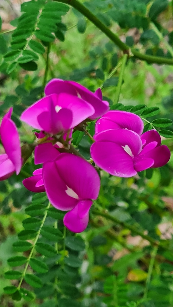 Smooth Darling Pea (Swainsona galegifolia) - Botanical Realm
