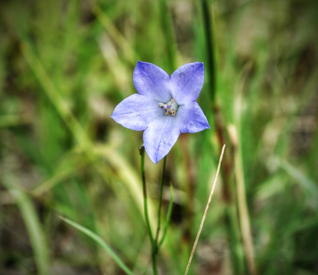 Common Harebell from Coon Fork Barrens State Natural Area on August 24 ...