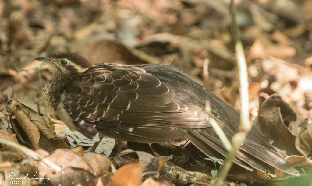 Pheasant Cuckoo from Panama Rainforest Discovery Center on February 13 ...