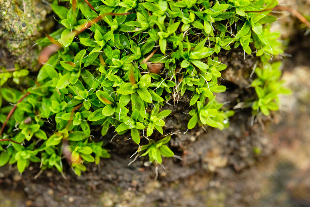 (Tortula) - Botanical Realm