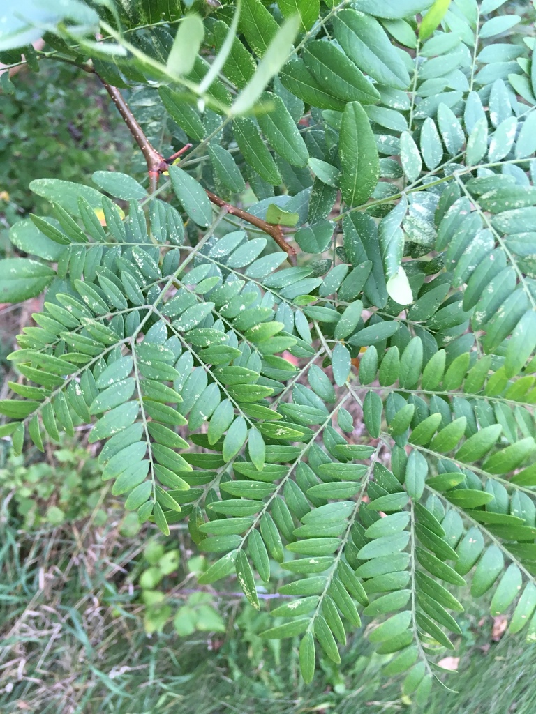honey locust from Morris T Baker Park Reserve, Medina, MN, US on ...