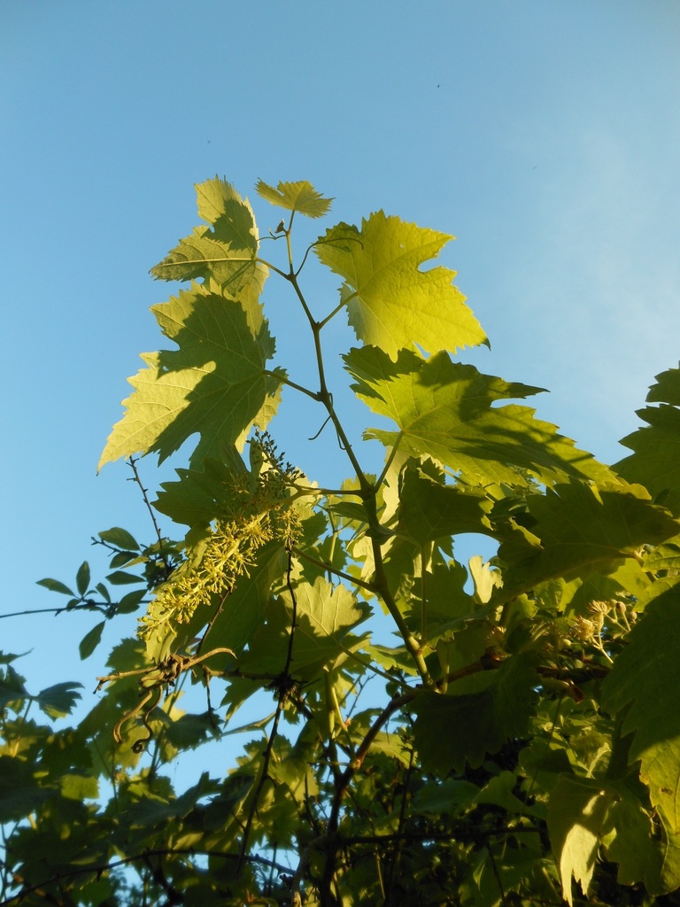 (Vitis vinifera vinifera) - Botanical Realm