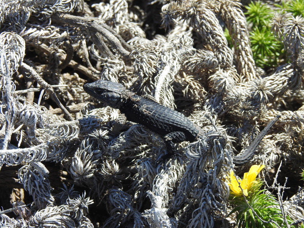 Black Girdled Lizard from Cape Point, Cape Town, South Africa on ...
