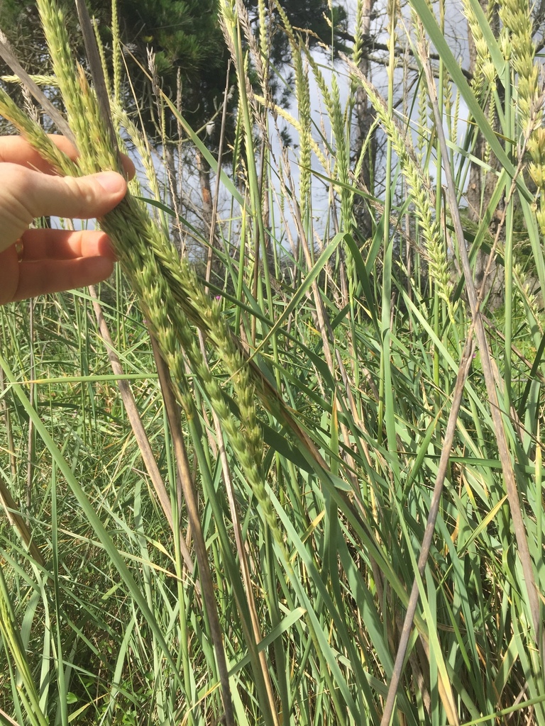 Pooideae from Brooklands Lagoon Walk, Brooklands, Canterbury, NZ on ...