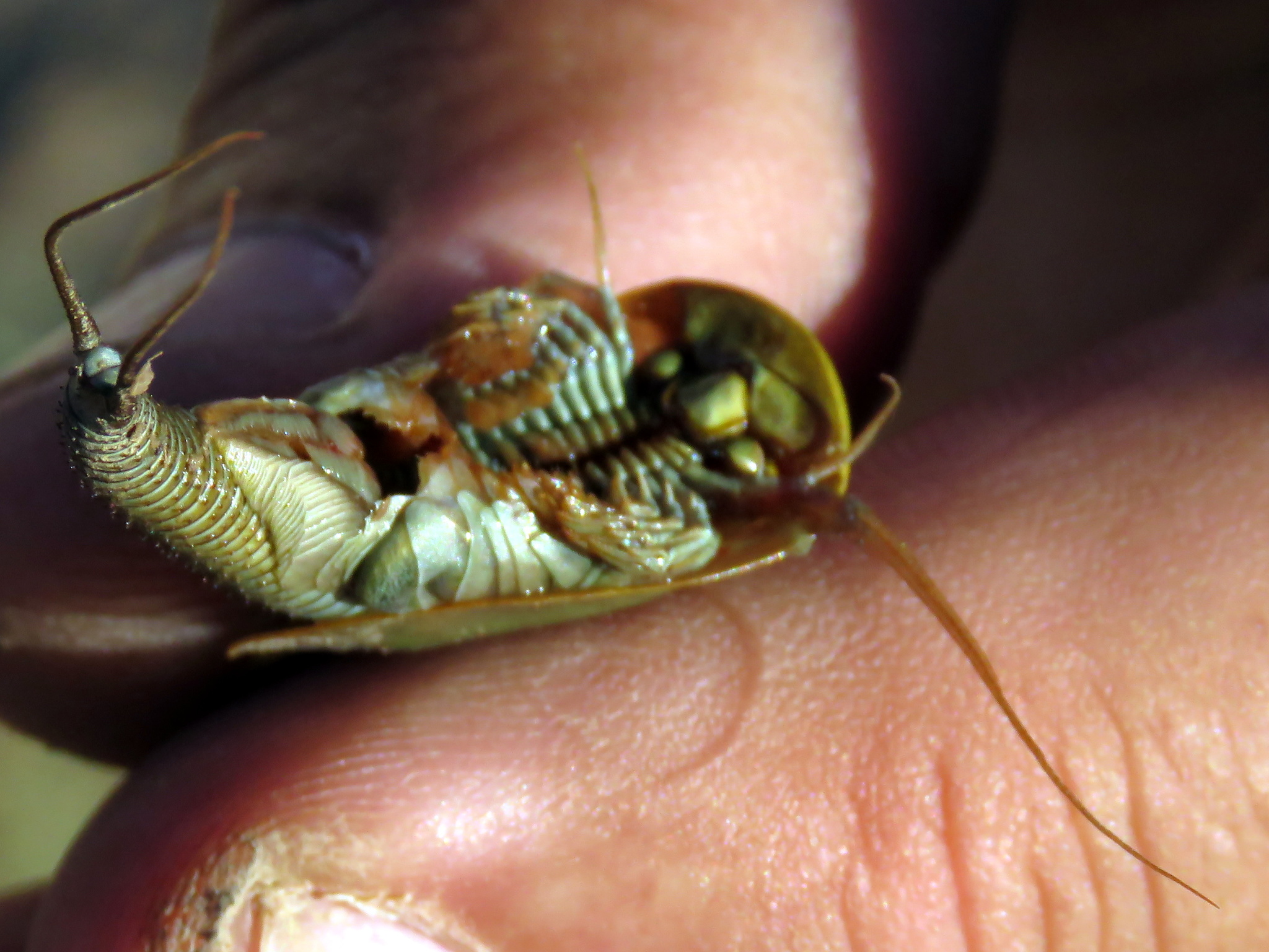 Triops granarius (Lucas, 1864)