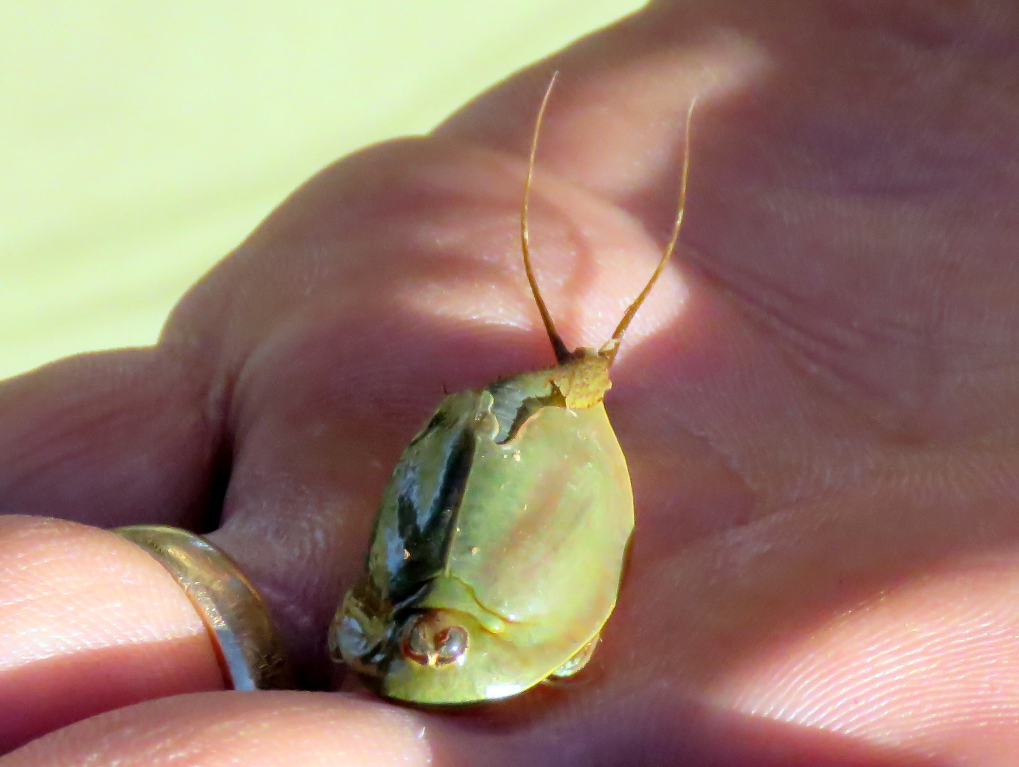 Triops granarius (Lucas, 1864)