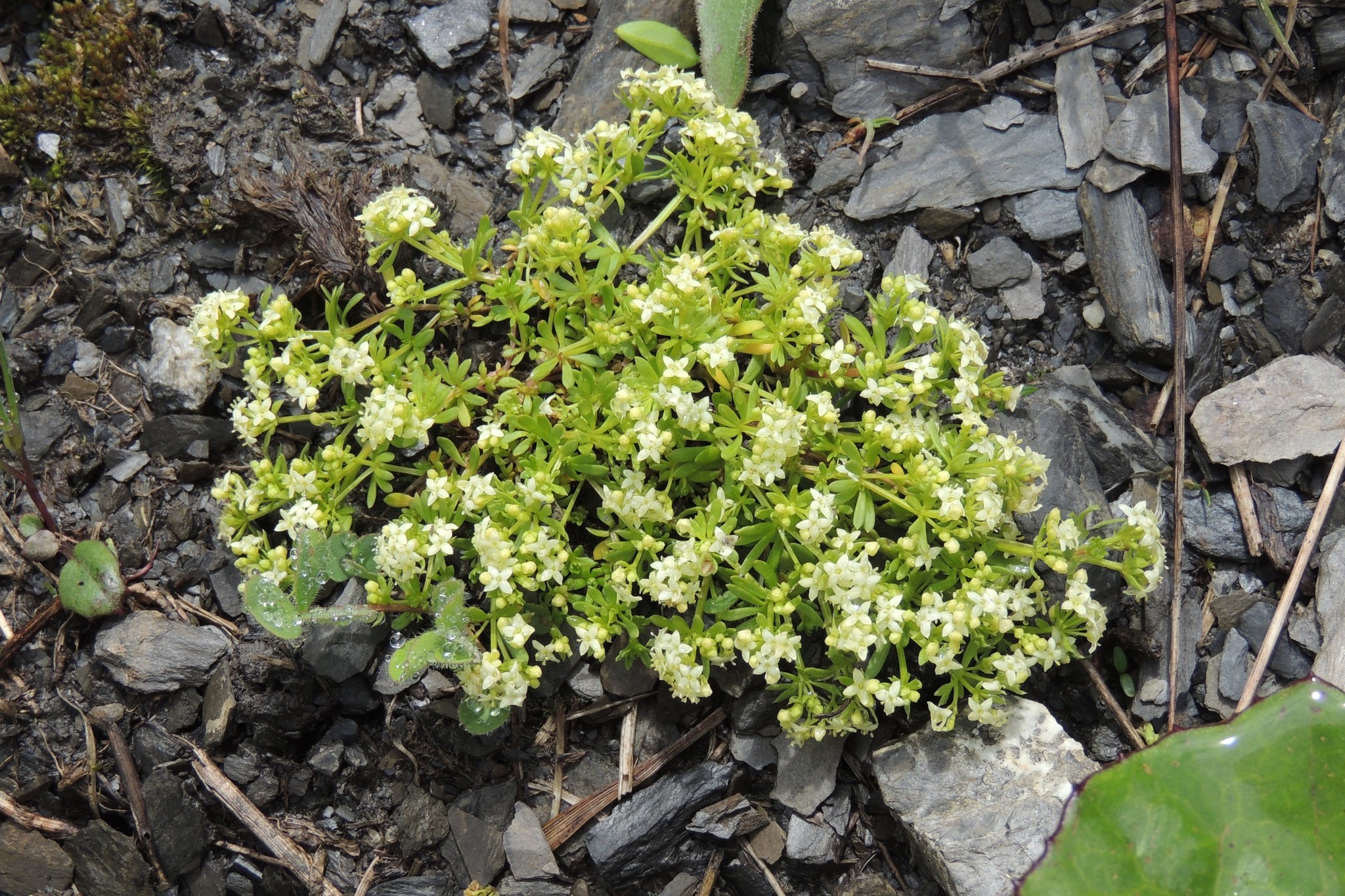 Galium megalospermum All.