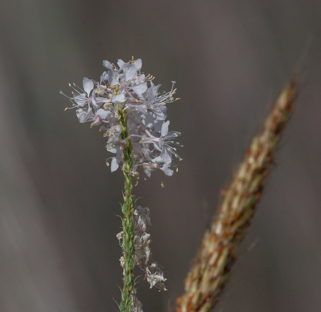 False Gaura from Fort Worth, TX, USA on September 23, 2017 at 11:29 AM ...