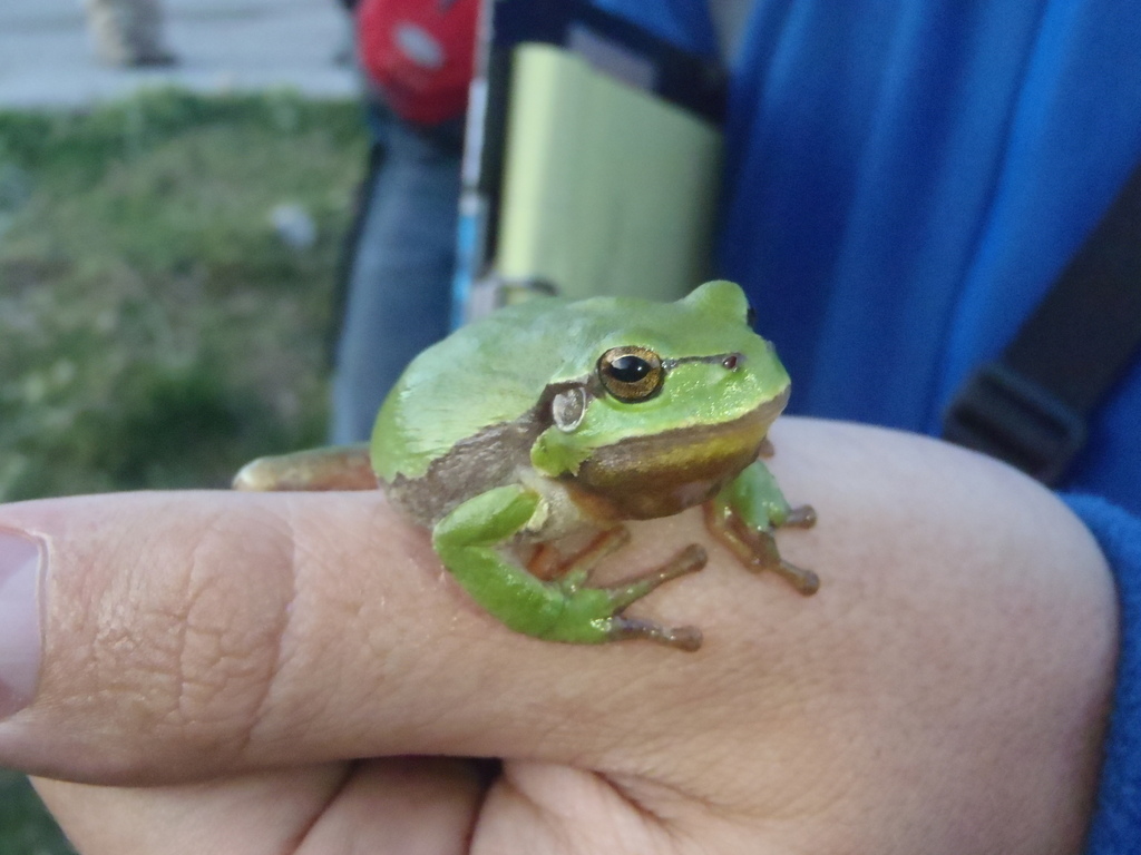 European Tree Frog from Omalos 730 05, Greece on May 13, 2014 at 01:00 ...