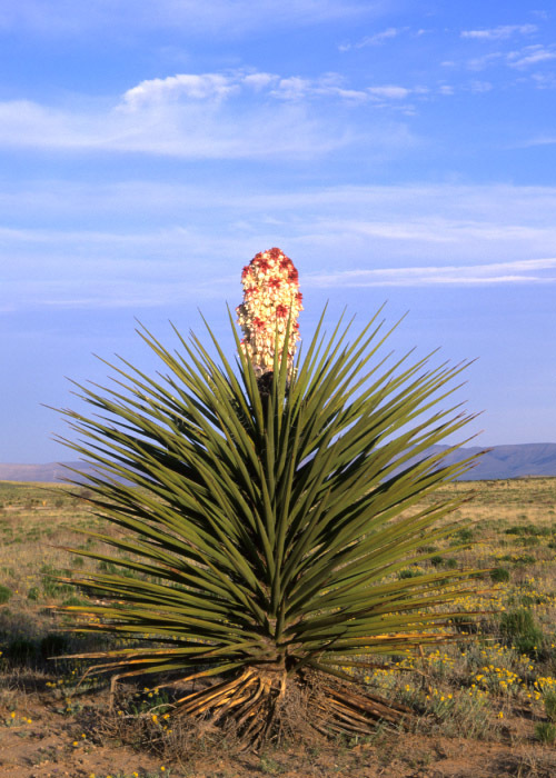 Spanish Dagger (Flora and Fauna of the Starr Cactus Ranch) · iNaturalist