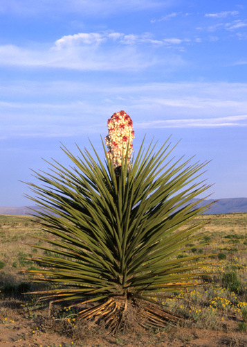 Spanish Dagger (Flora and Fauna of the Starr Cactus Ranch) · iNaturalist