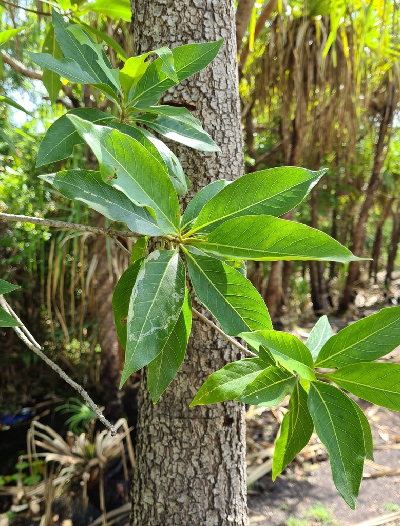 (Terminalia erythrocarpa) - Botanical Realm
