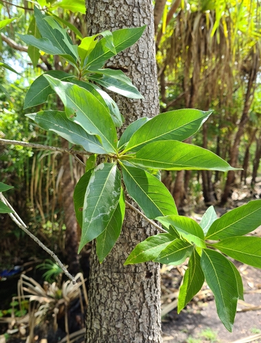 Terminalia erythrocarpa · iNaturalist