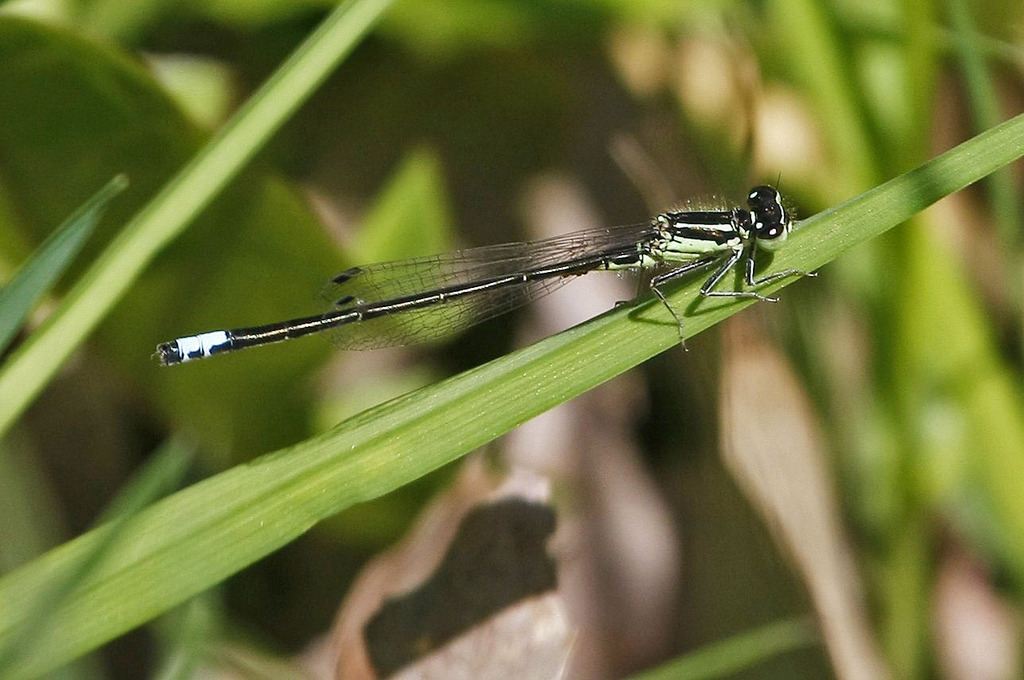 Eastern Forktail from SUMMIT METRO PARKS PRESERVE on April 27, 2012 by ...