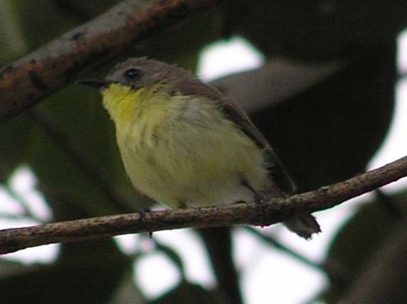 Golden-bellied Gerygone (Birds of Singapore) · iNaturalist