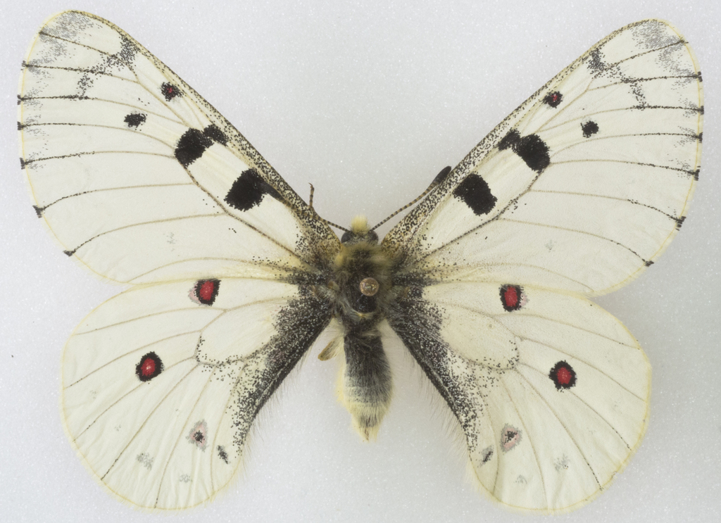 Rocky Mountain Parnassian from Manti-La Sal National Forest, Monticello ...
