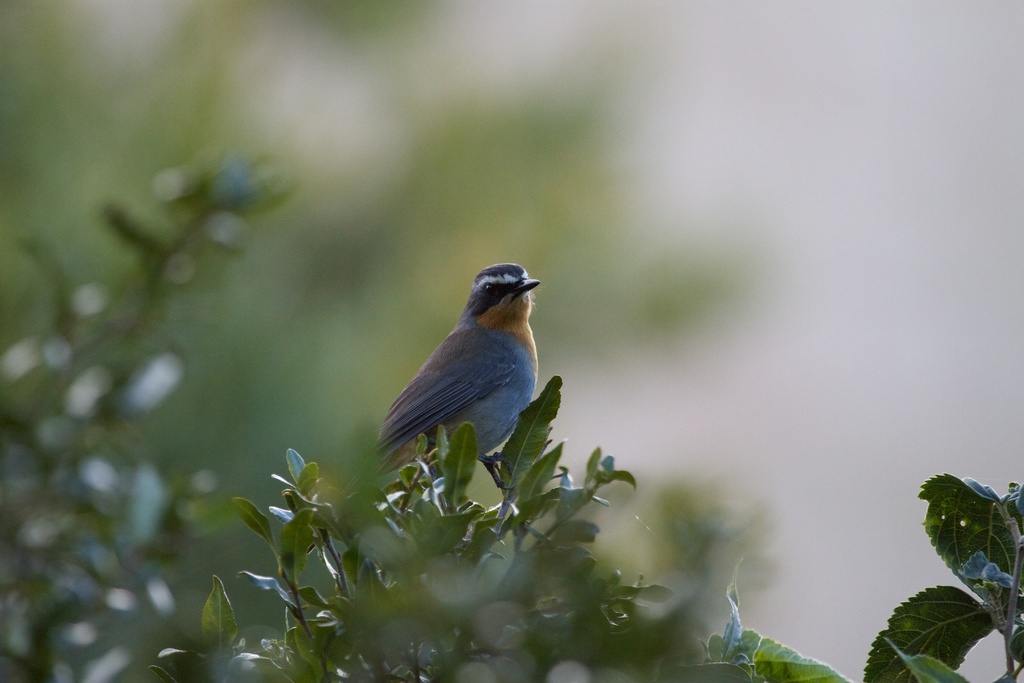 Cape Robin-Chat (Birds of South Africa) · iNaturalist