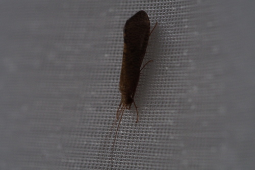Hydropsyche orientalis · iNaturalist United Kingdom