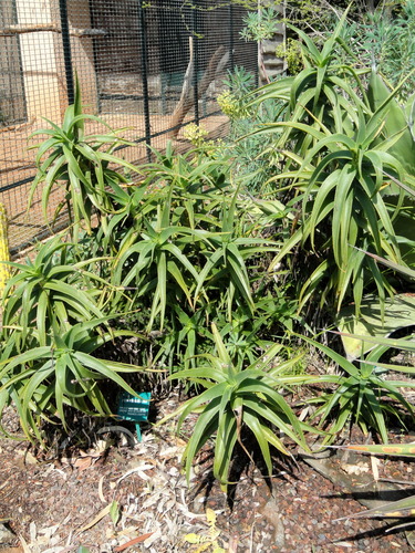 Hardy Aloe (Aloe striatula) · iNaturalist