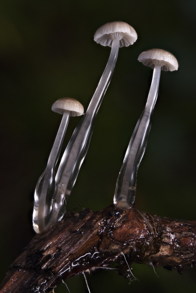 Dripping Bonnet in December 2020 by Richard Tehan · iNaturalist