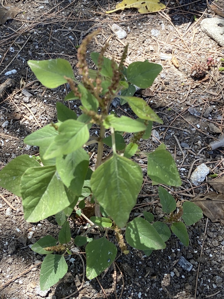 Amaranthus viridis (LIFE medCLIFFS) · iNaturalist