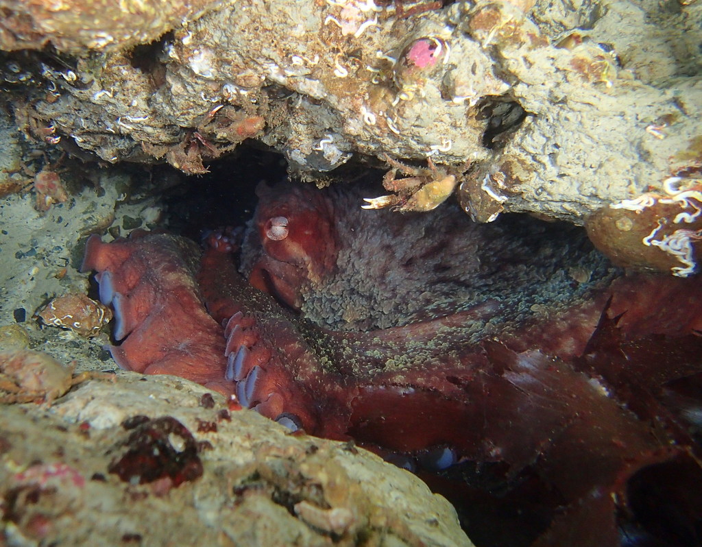Giant Pacific Octopus from Day Island North Wall on December 13, 2020 ...