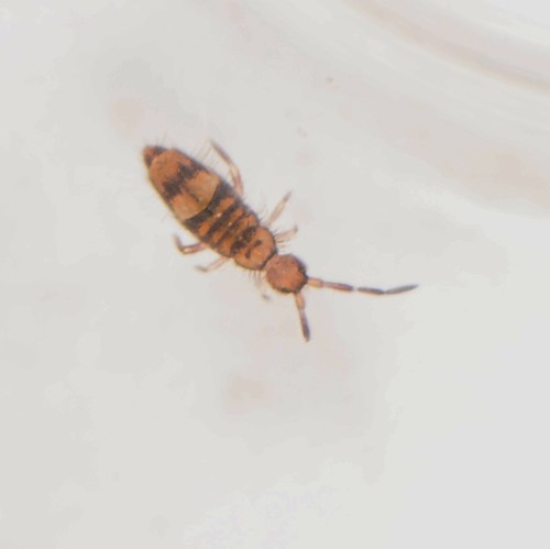 Genus Calx · iNaturalist