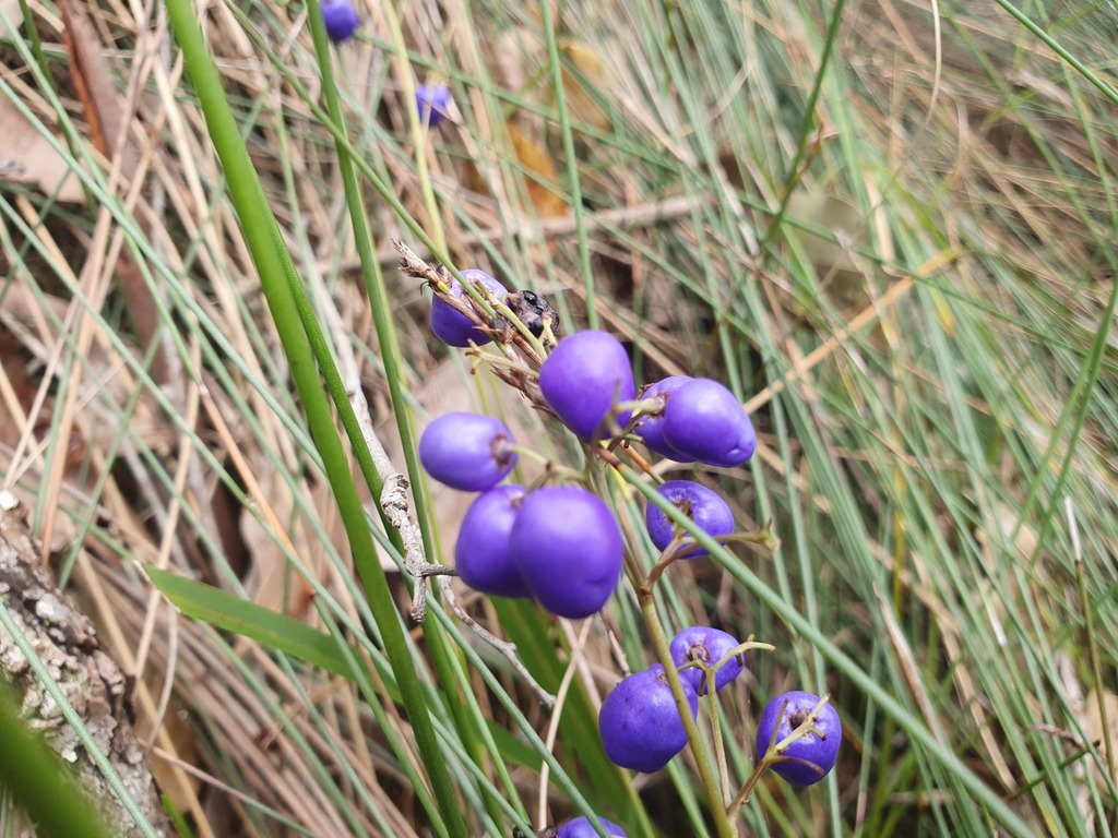 flax-lilies from Mooney Mooney Creek NSW 2250, Australia on December 12 ...