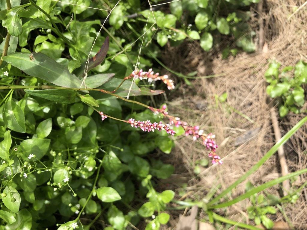 slender knotweed from Glen Davis, NSW, Australia on December 13, 2020 ...